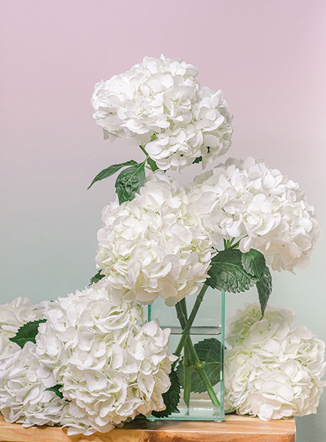 Fresh Natural Hydrangeas Packages | Let's Bloom – Let's Bloom Miami
